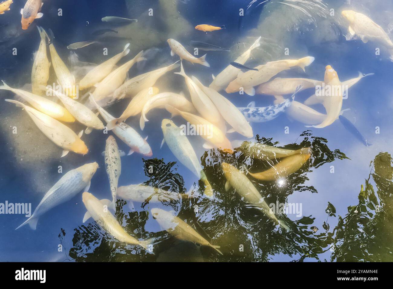 Closeup view on golden fish in pool in Tirta Gangga temple in Bali ...