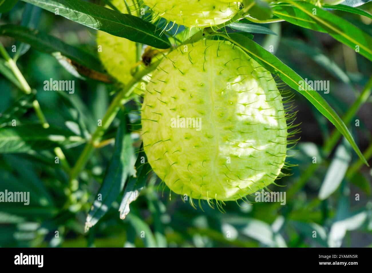 Hairy balls flower plant hi-res stock photography and images - Alamy