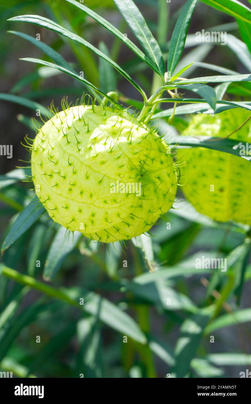 Gomphocarpus physocarpus (hairy balls, balloon plant, balloon cotton ...