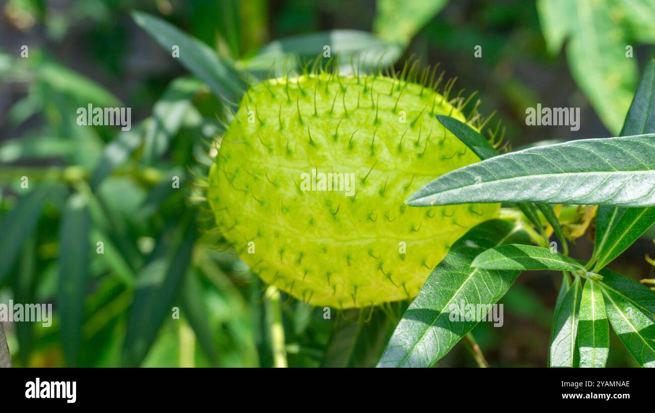 Gomphocarpus physocarpus (hairy balls, balloon plant, balloon cotton ...