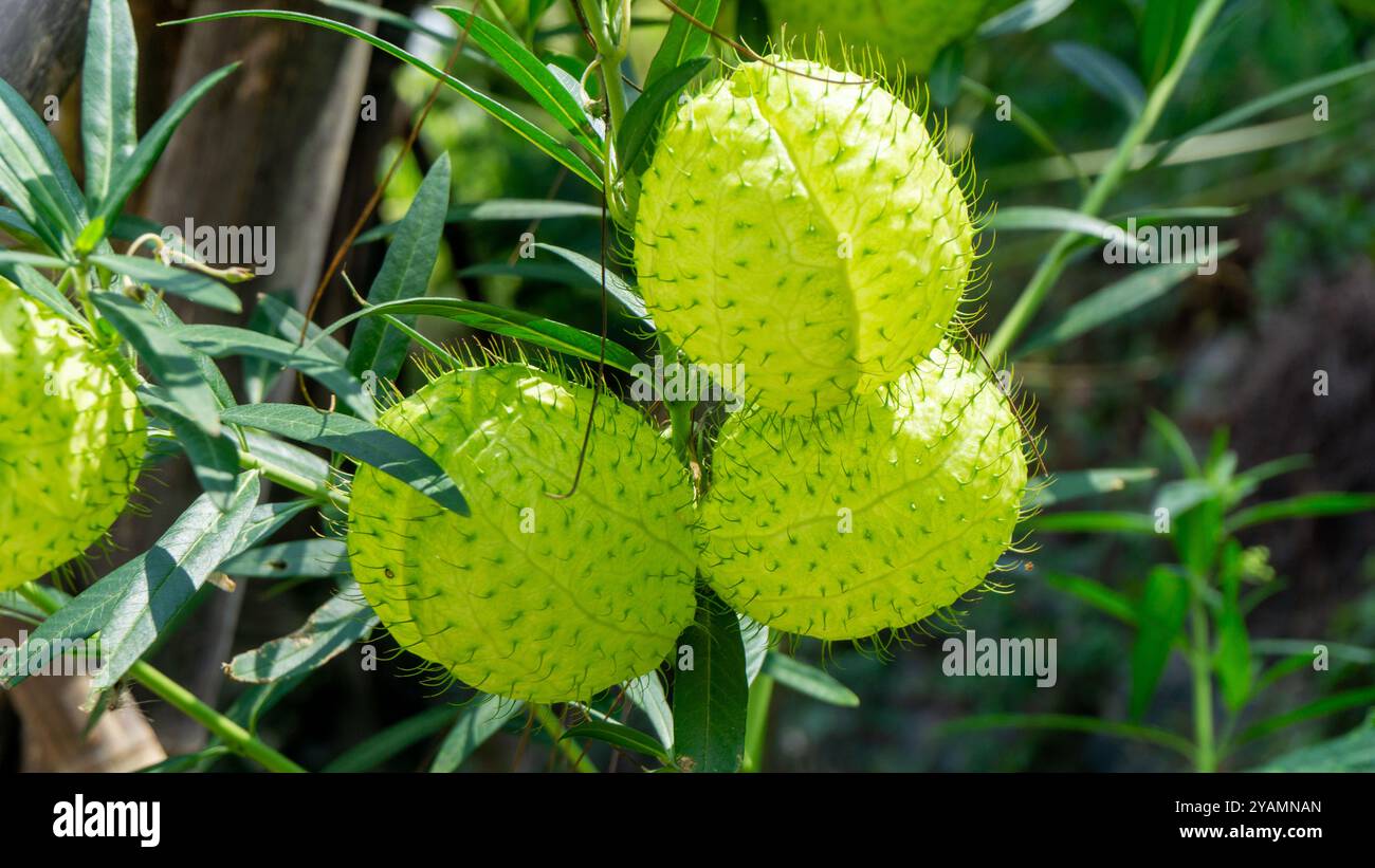Gomphocarpus physocarpus (hairy balls, balloon plant, balloon cotton ...