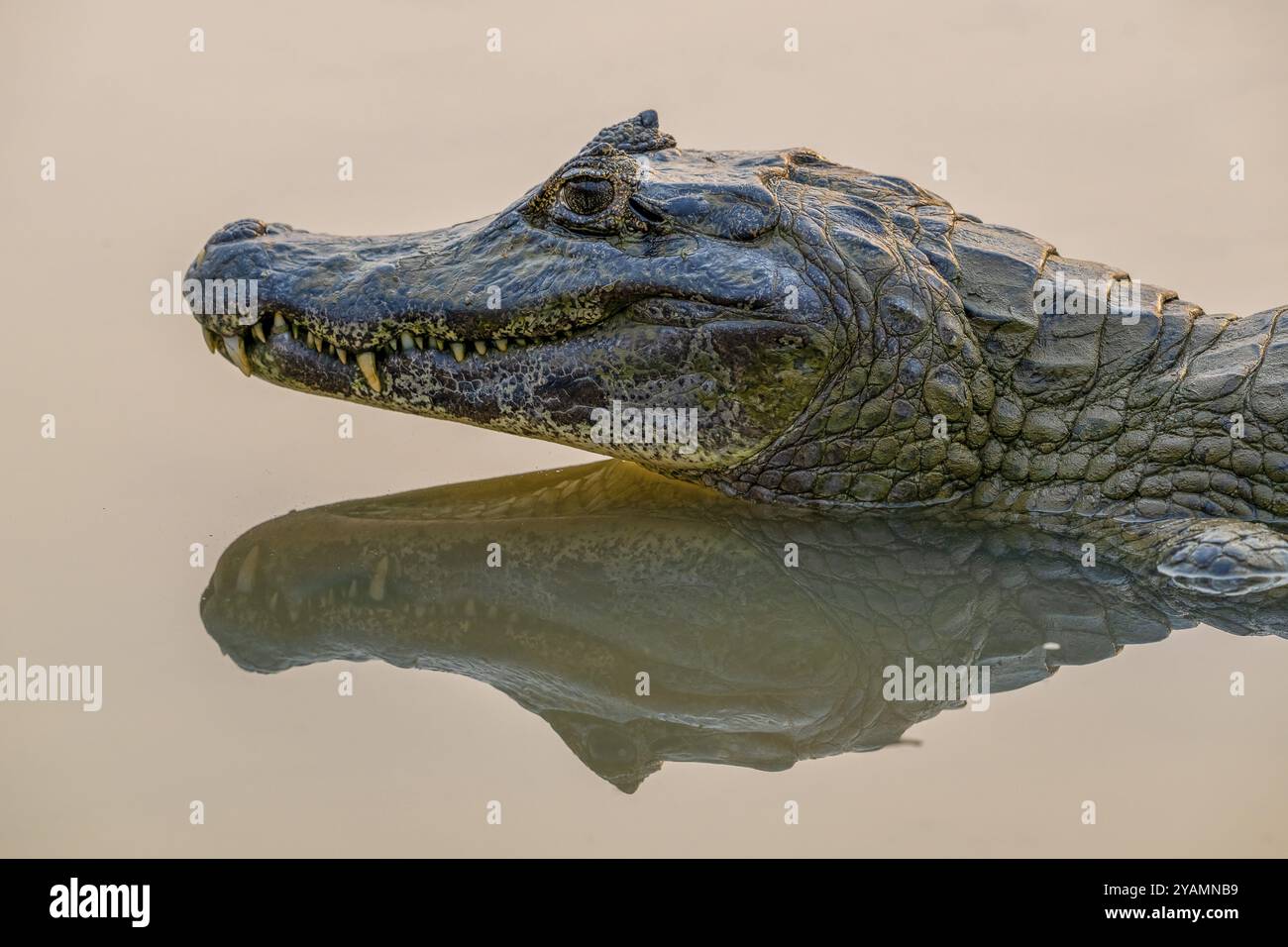 Caiman (Caimaninae), Alligator (Alligatoridae), Crocodile (Crocodylia ...