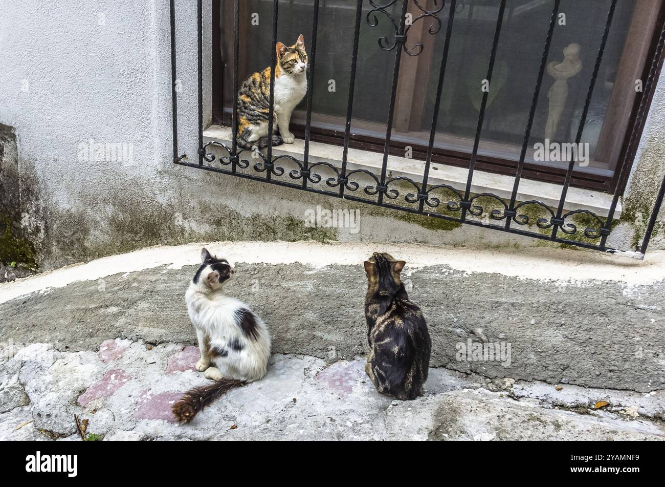 Three cats on street in old Kotor city, Montenegro, Europe Stock Photo ...