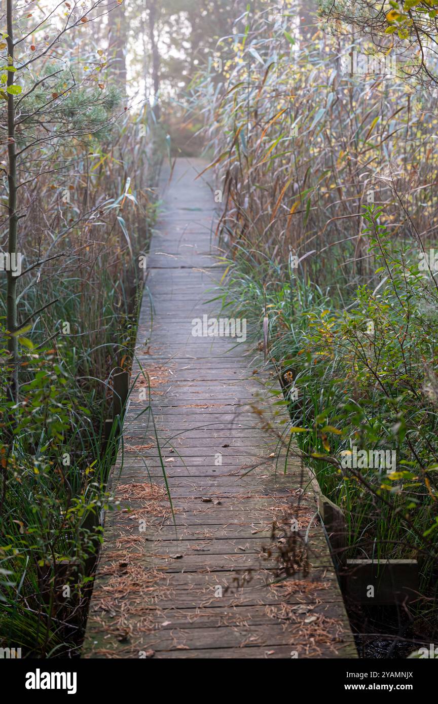 Span leading out to island through reed Stock Photo - Alamy