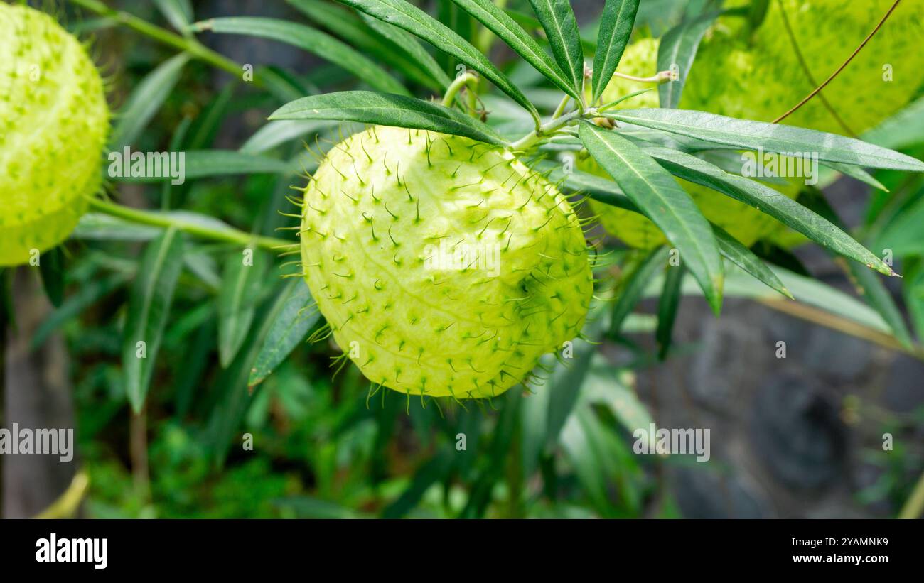 Gomphocarpus physocarpus (hairy balls, balloon plant, balloon cotton ...