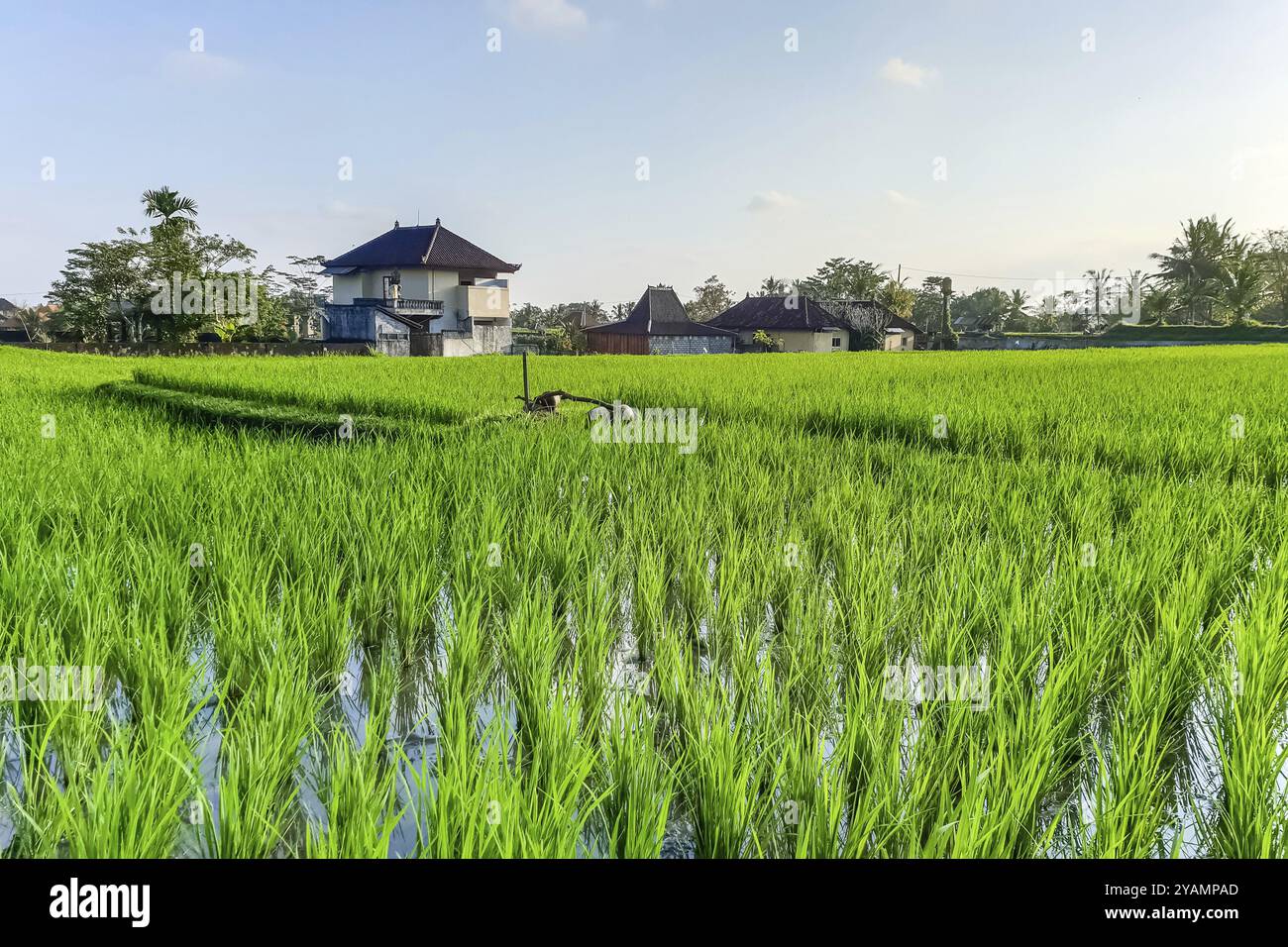 Overview of bali ubud hi-res stock photography and images - Alamy