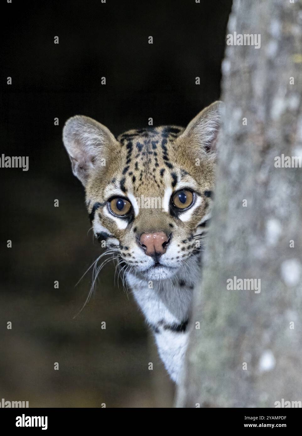 Ocelot (Leopardus pardalis), animal portrait, at night, Pantanal ...