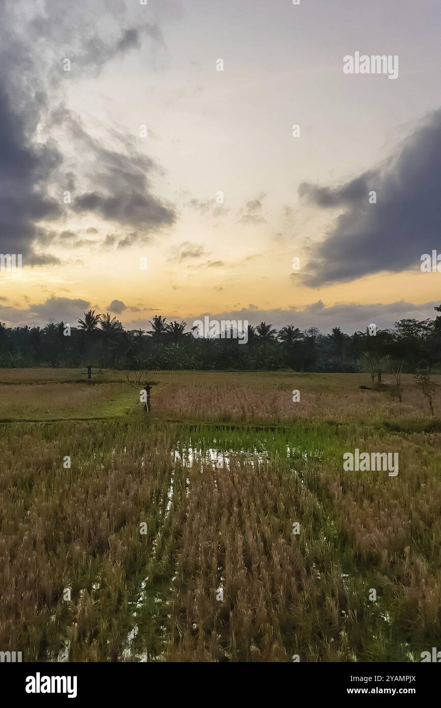 Jungle rice hi-res stock photography and images - Alamy