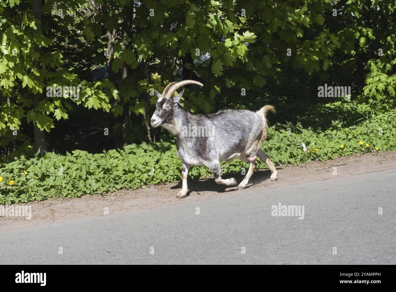 Goat running on the road in Vyborg, Russia, Europe Stock Photo - Alamy