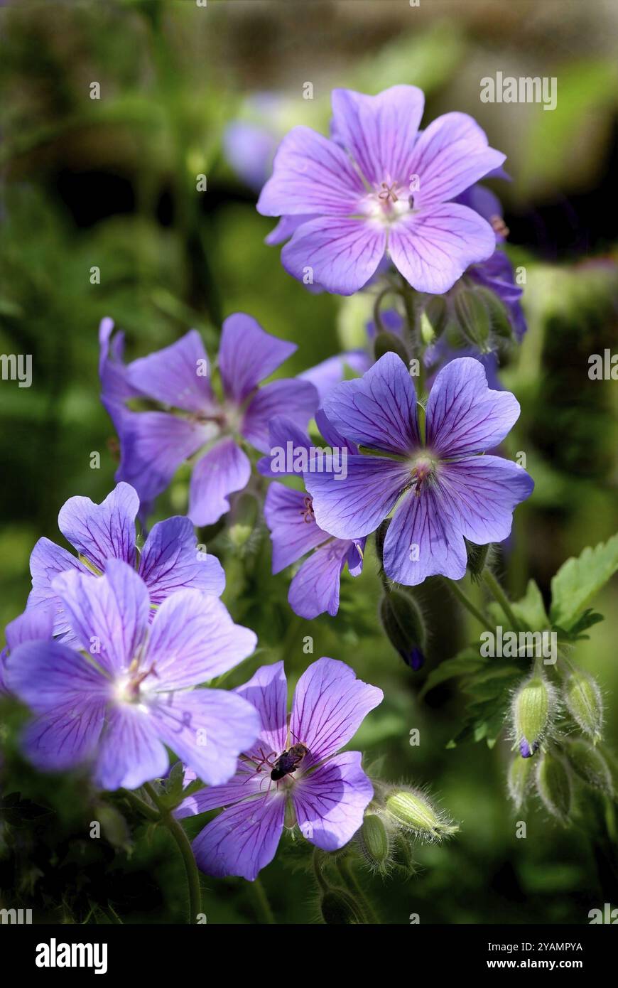 Multi-flowered geranium species Stock Photo - Alamy