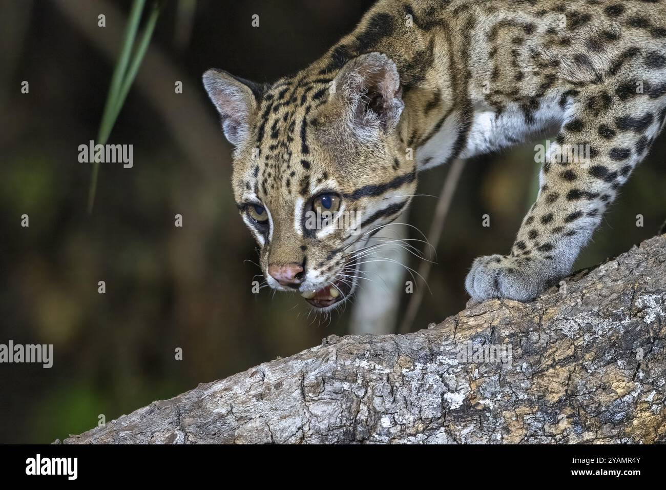 Ocelot (Leopardus pardalis), animal portrait, at night, Pantanal ...