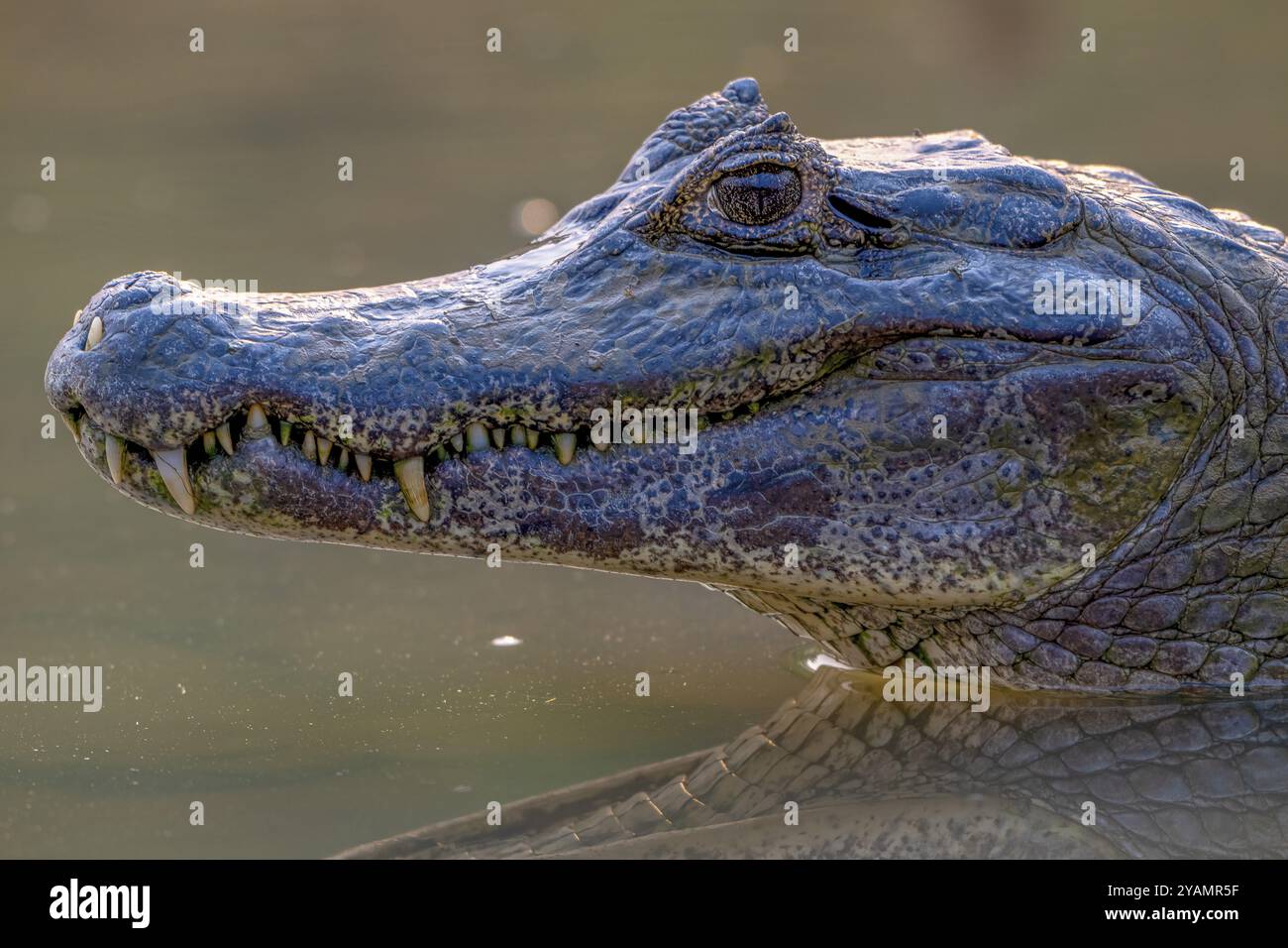 Caiman (Caimaninae), Alligator (Alligatoridae), Crocodile (Crocodylia ...