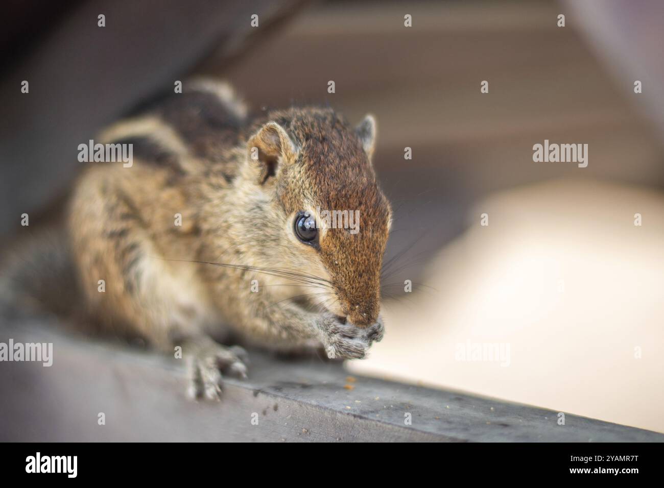 Chipmunk on a wooden beam. Animals in Induruwa, Bentota Beach, Sri ...