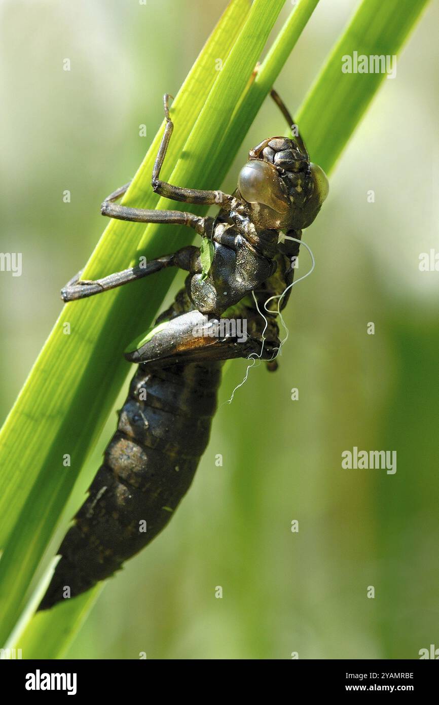 Exuvia, shell of the Southern Hawker moth Stock Photo - Alamy