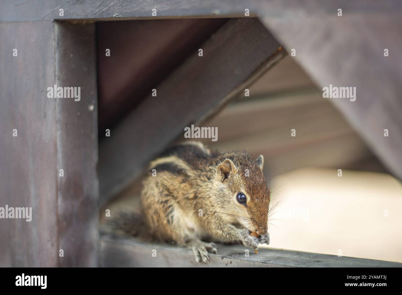 Chipmunk on a wooden beam. Animals in Induruwa, Bentota Beach, Sri ...