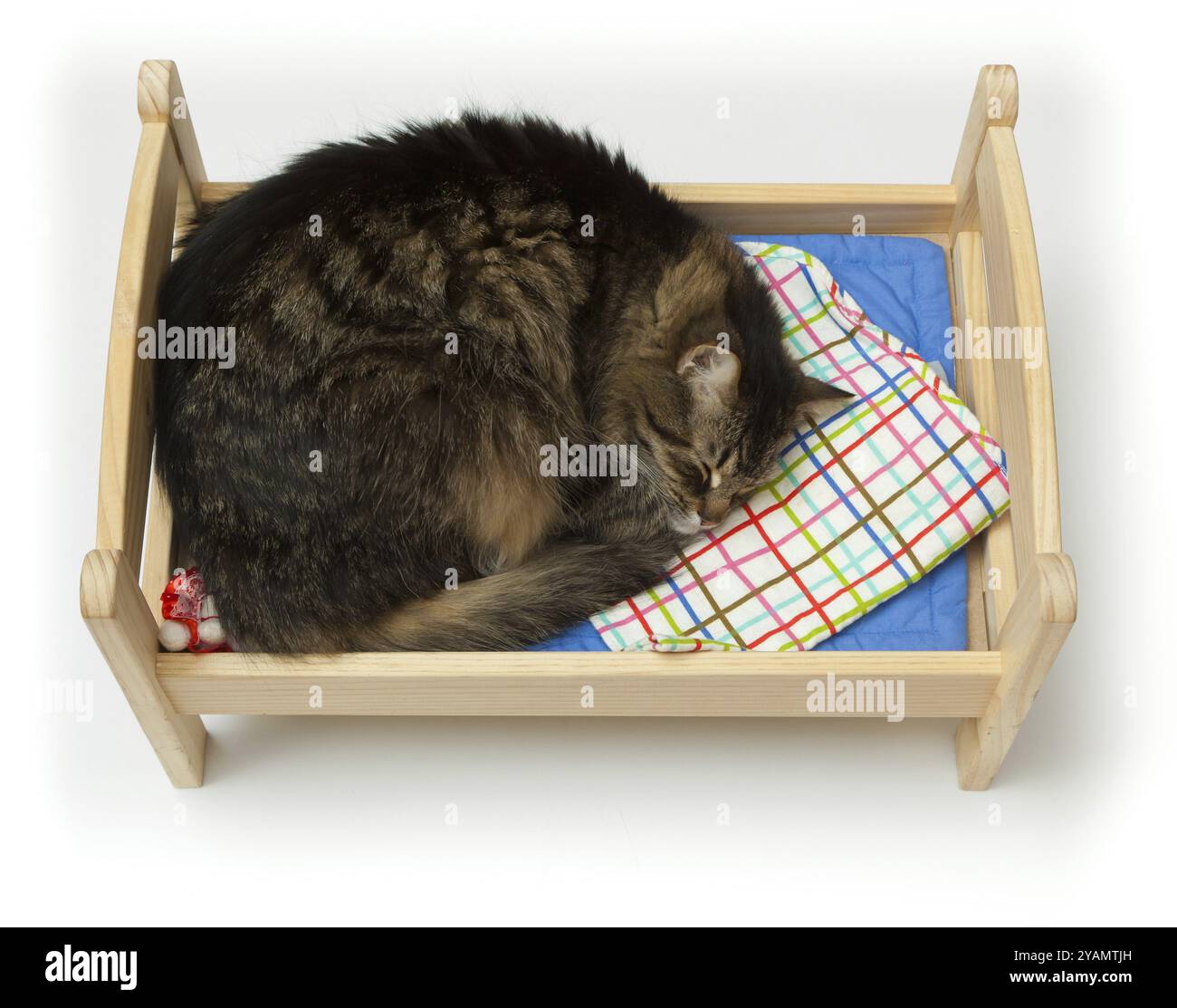 Curled up cats Cut Out Stock Images & Pictures - Alamy
