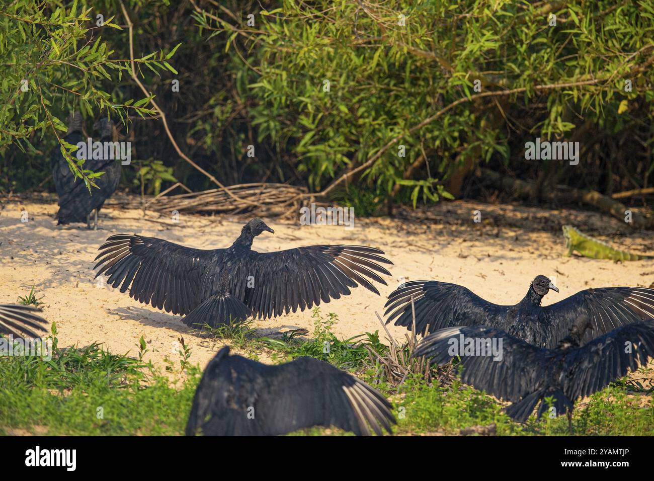 Vulture reserve hi-res stock photography and images - Alamy