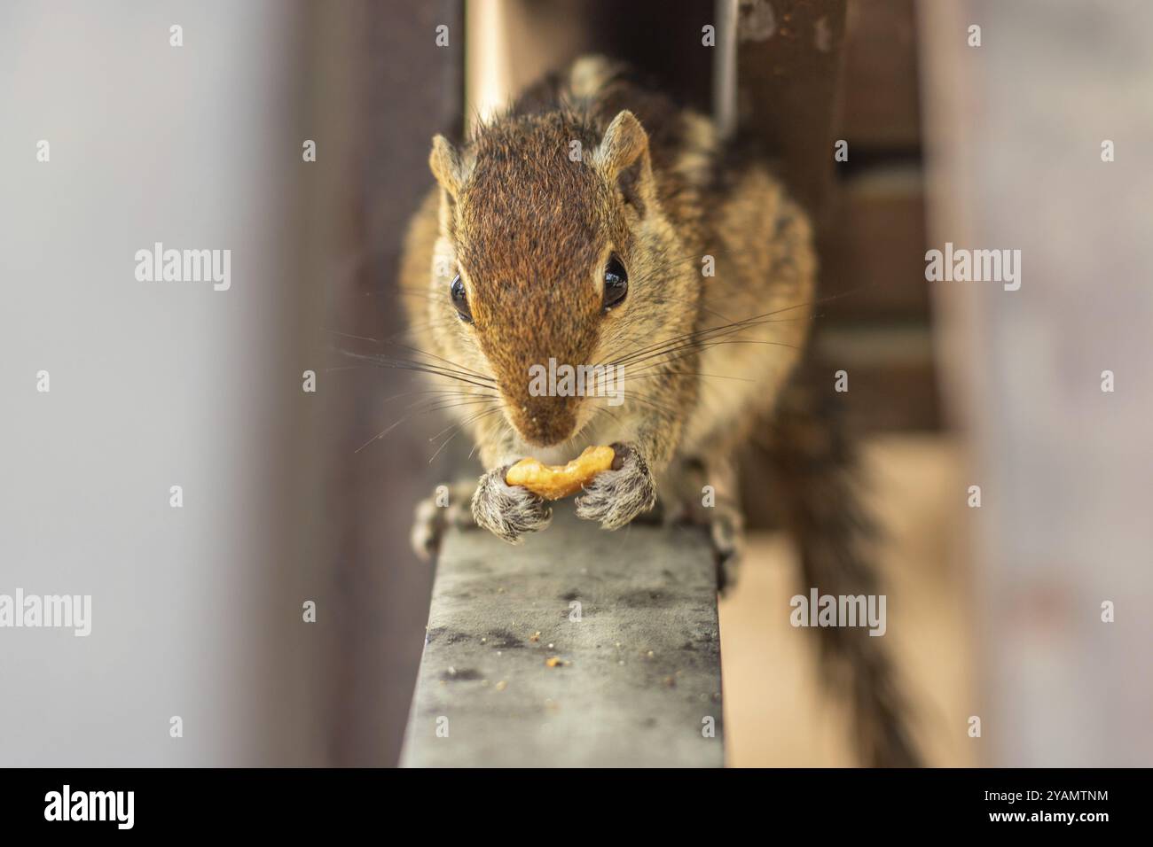 Chipmunk on a wooden beam. Animals in Induruwa, Bentota Beach, Sri ...