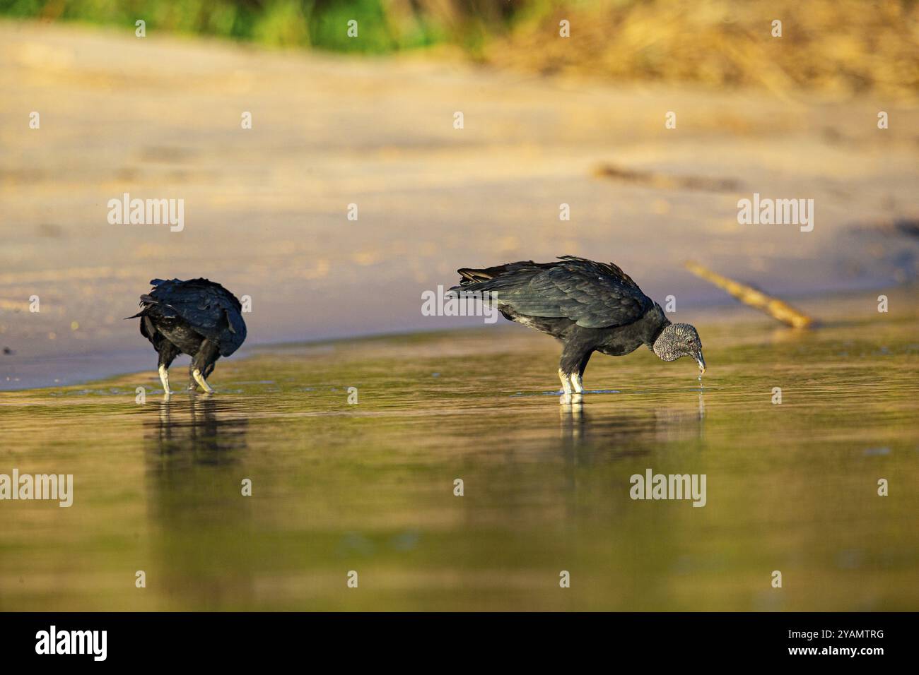 Raven vultures hi-res stock photography and images - Alamy