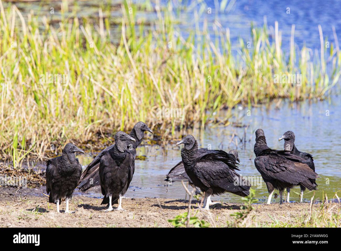 Raven Vulture (Coragyps atratus) Pantanal Brazil Stock Photo - Alamy
