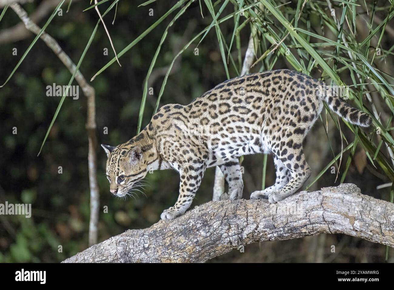 Ocelot (Leopardus pardalis), at night, standing on branch, Pantanal ...