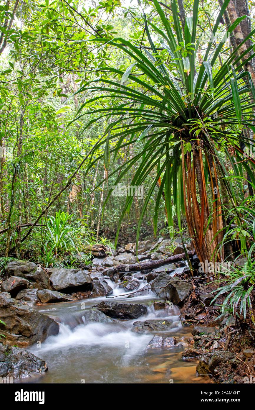 Rainforest blue river in hi-res stock photography and images - Alamy