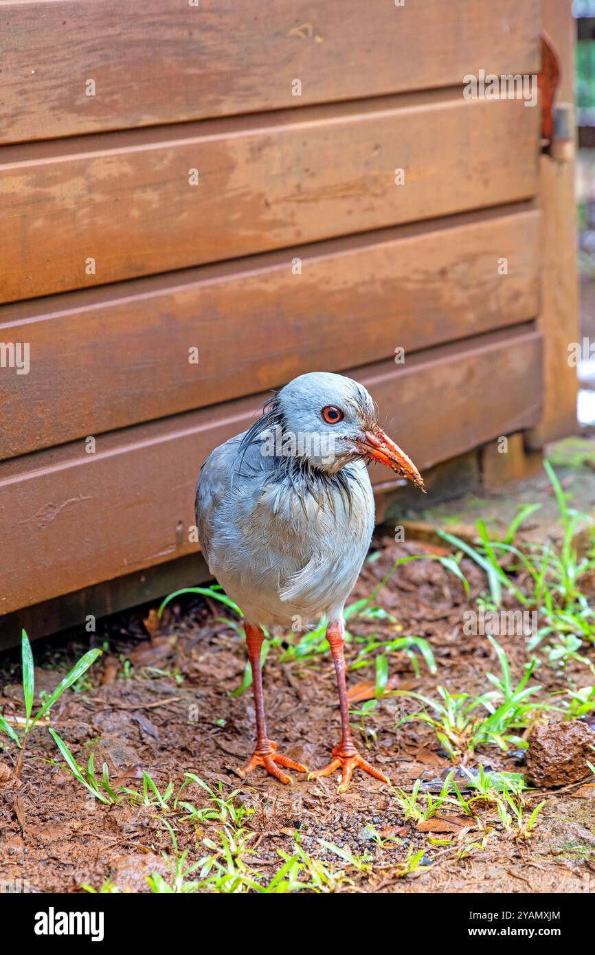 The cagou, a flightless bird endemic to New Caledonia Stock Photo - Alamy