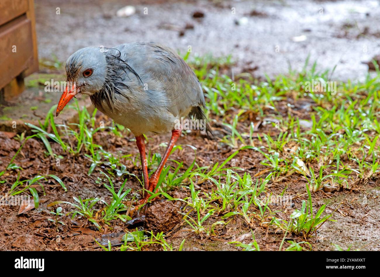 A flightless bird hi-res stock photography and images - Alamy