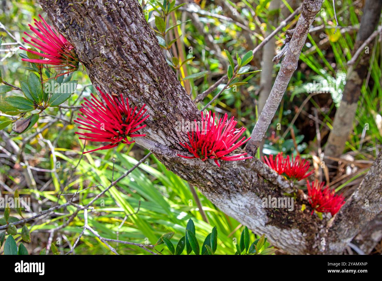 The flowers of the parasitic Amyema scandens plant Stock Photo - Alamy
