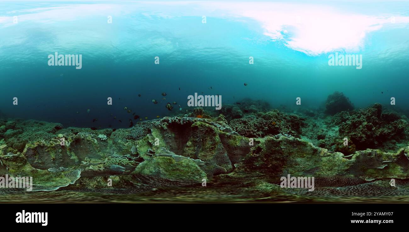 Hard coral garden underwater world. Tropical fish under the sea. 360 ...