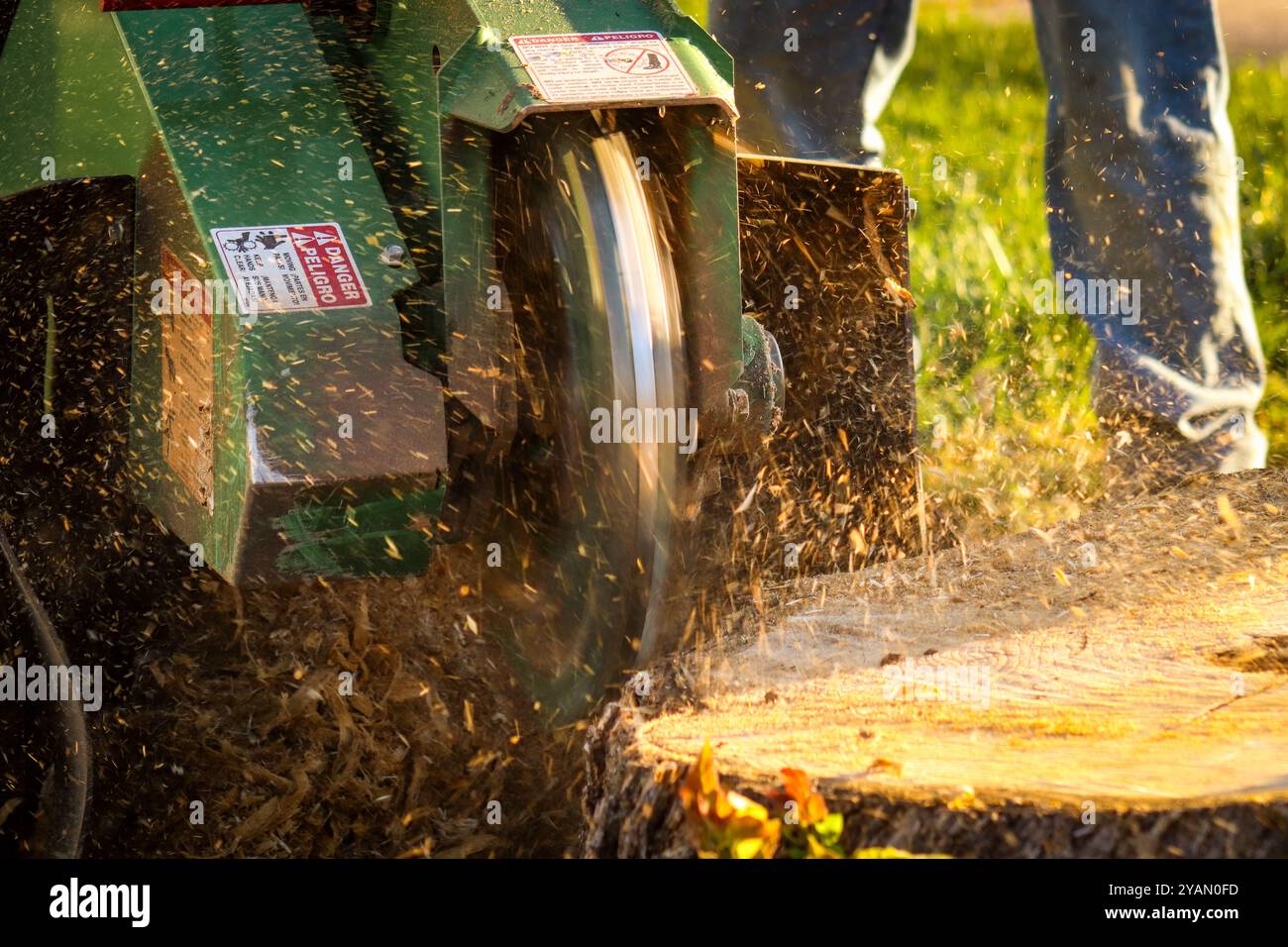 Stump Grinder firing up ready to cut into a tree stump Stock Photo - Alamy