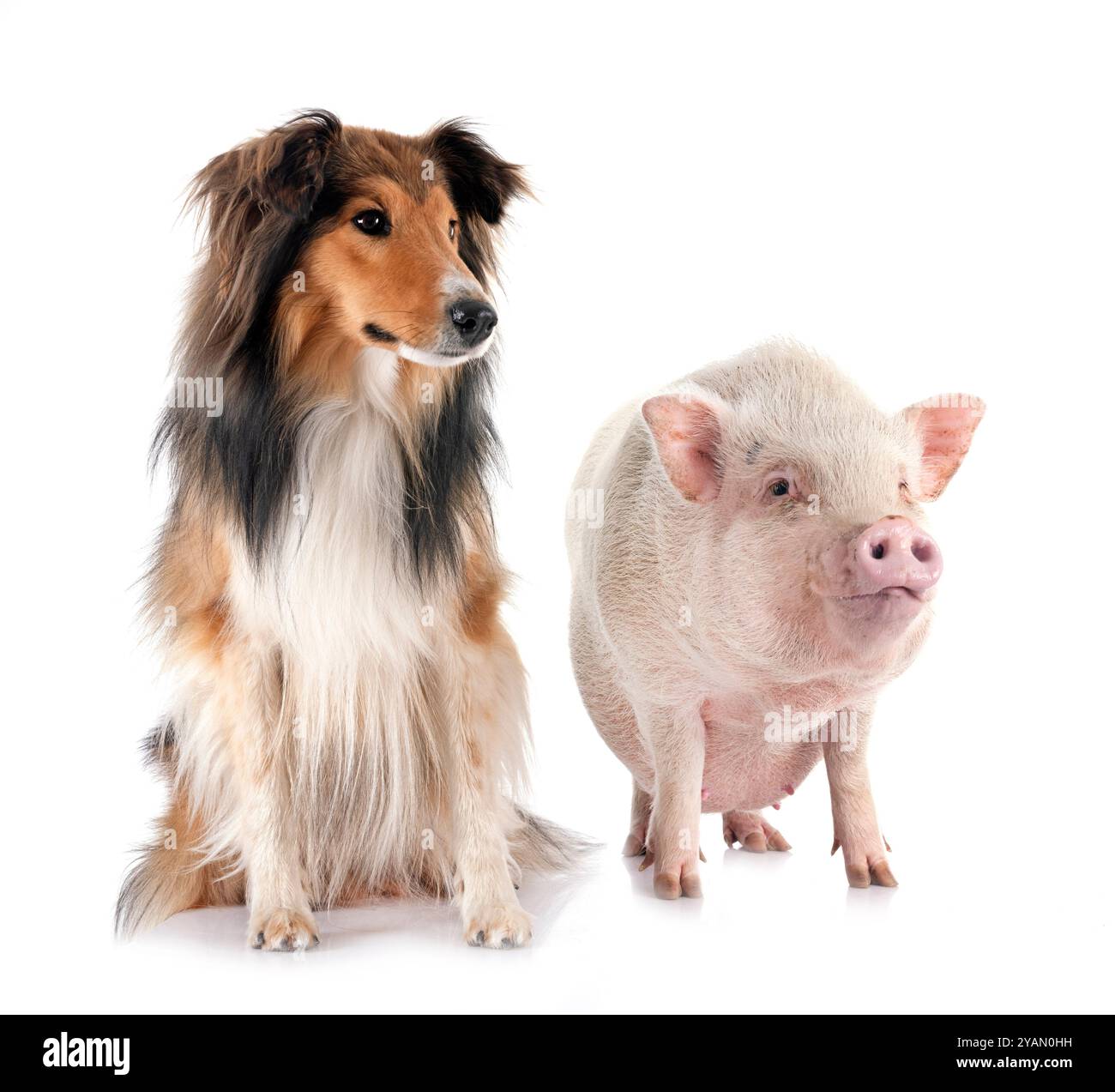 Shetland Sheepdog and pig in front of white background Stock Photo - Alamy