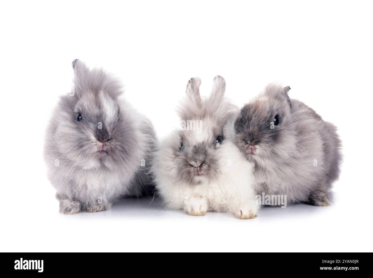 young Lionhead in front of white background Stock Photo - Alamy