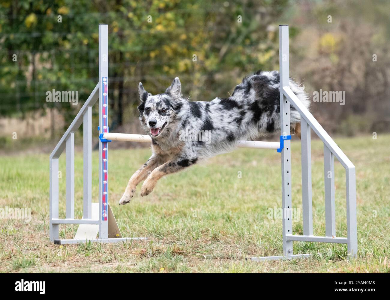 competition of agility with dog in autumn Stock Photo - Alamy