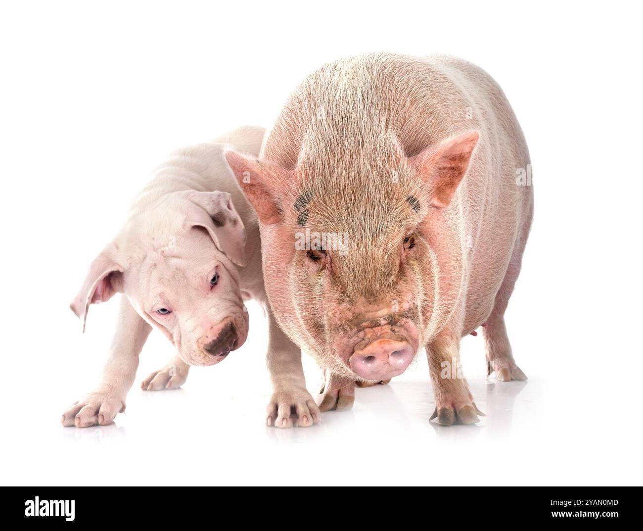 Xl dog Cut Out Stock Images & Pictures - Alamy