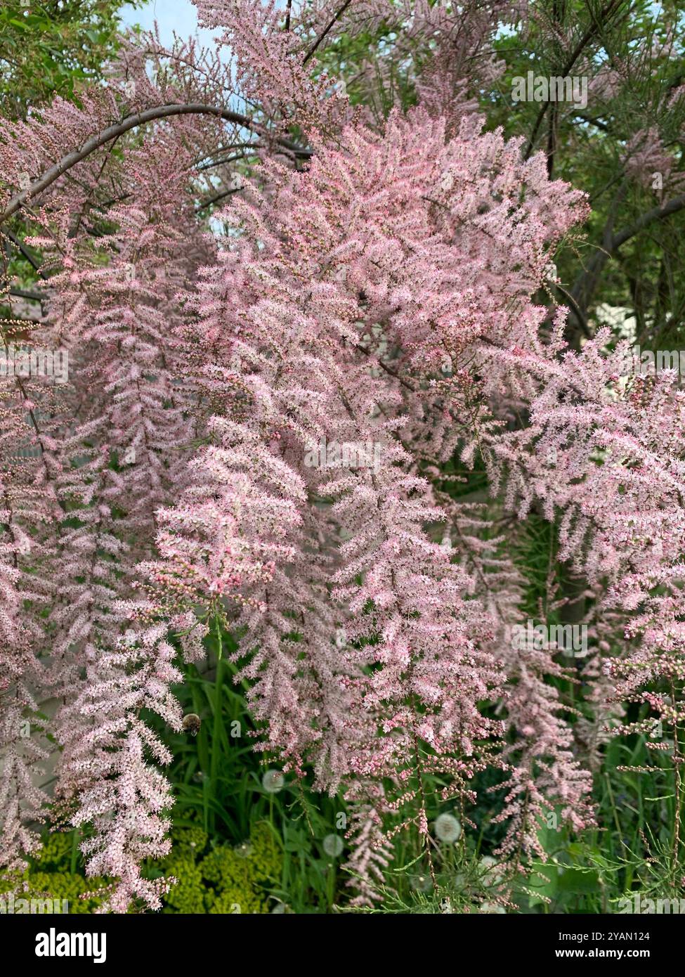 Tamarisk flowers hi-res stock photography and images - Alamy