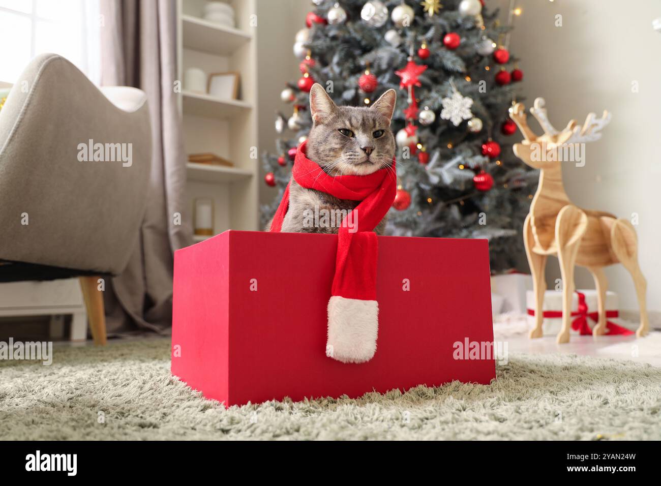 Cute cat in gift box at home on Christmas eve Stock Photo - Alamy