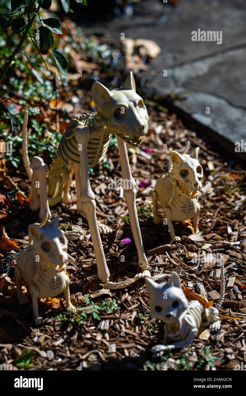 Skeleton dog Halloween decorations. Halloween skeleton for decorated ...