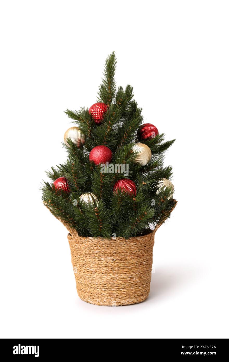 Beautiful Christmas tree in pot on white background Stock Photo - Alamy