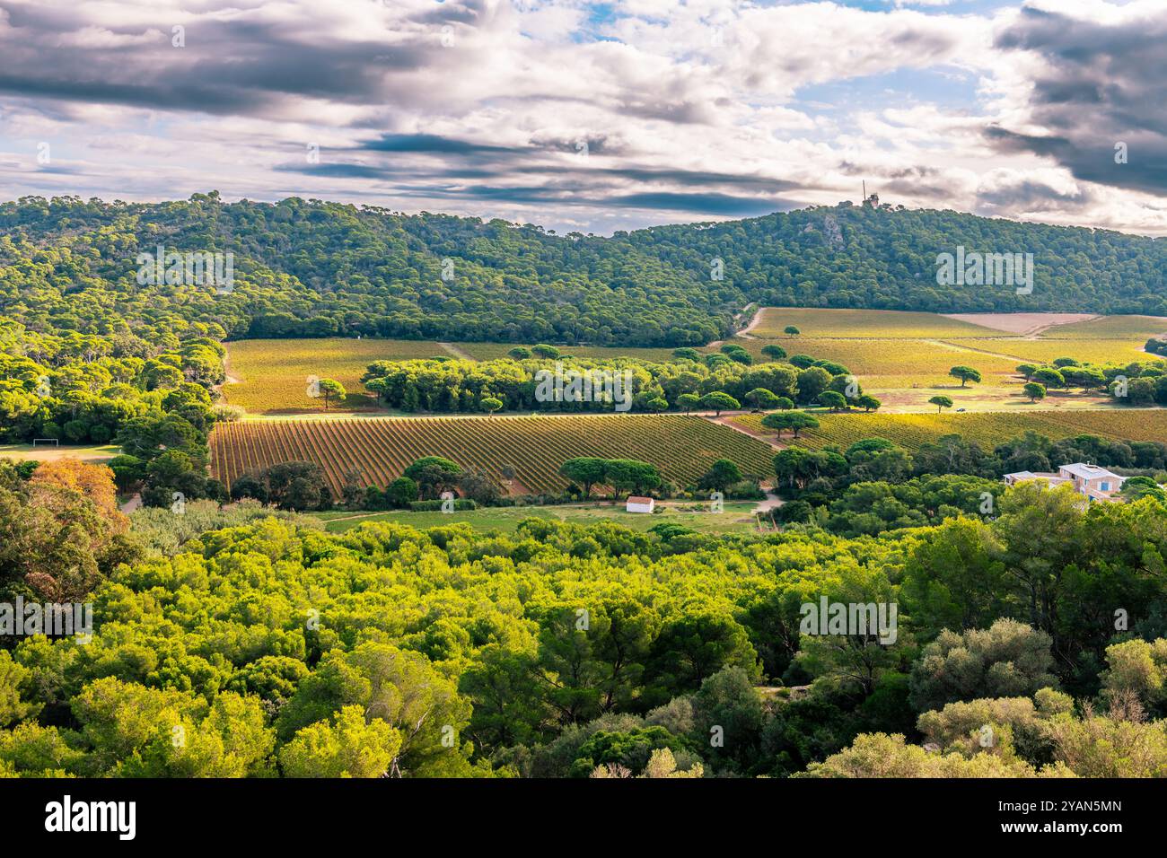 Nature and fields on the island of Porquerolles, in the Var, in ...
