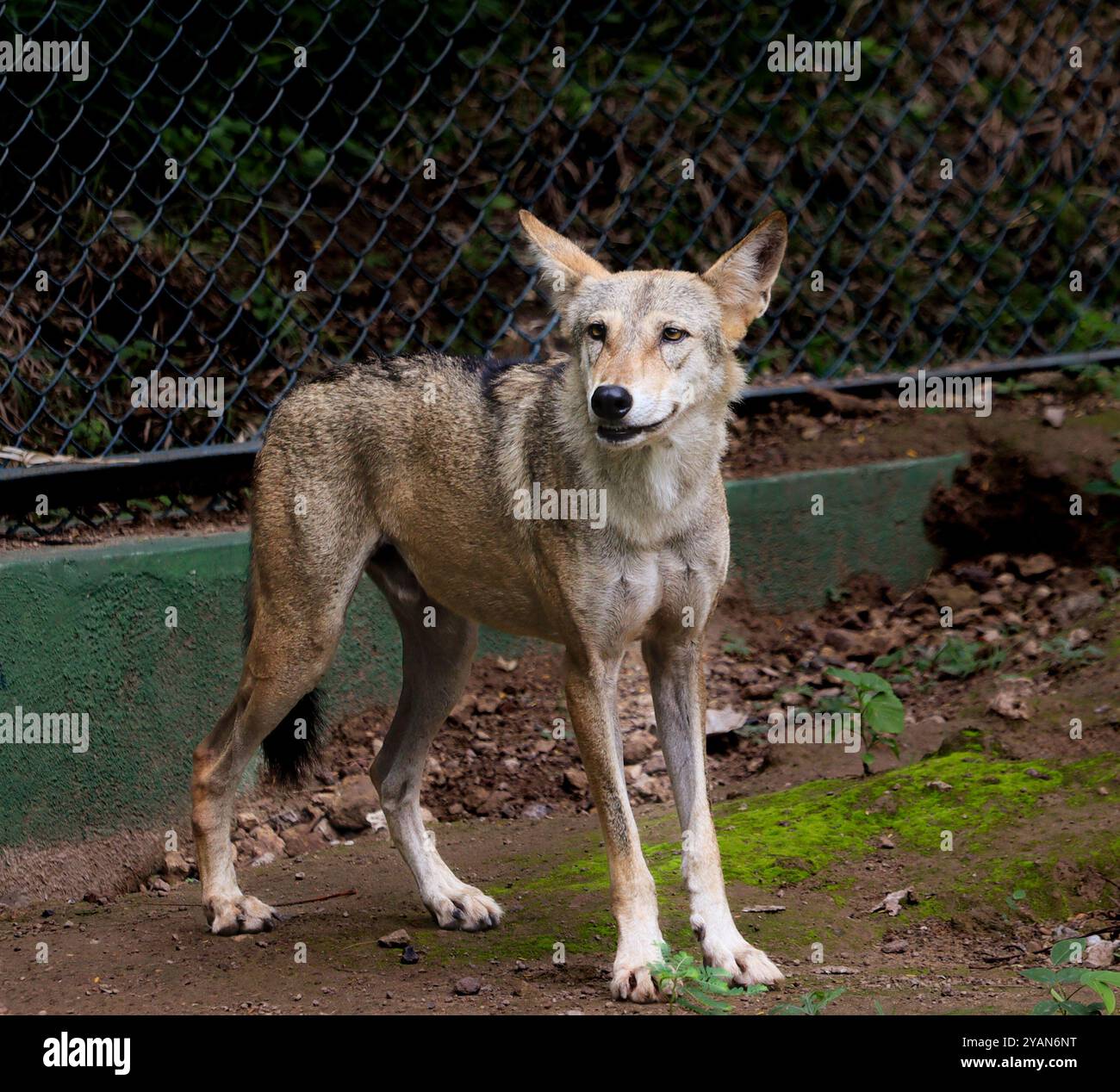 A slender, reddish-brown wolf with pointed ears and bushy tail stands ...