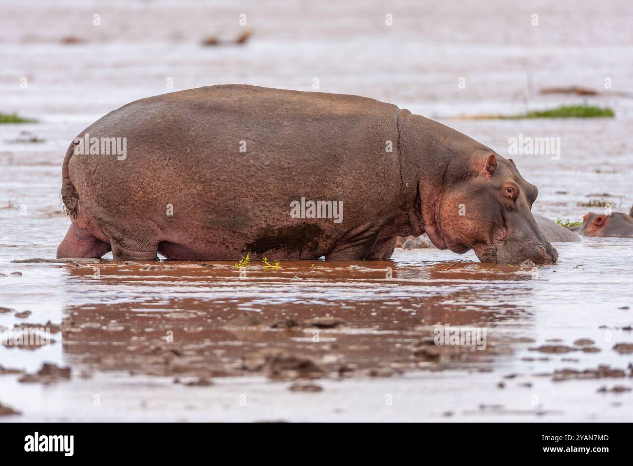 Hippopotamus amphibius mud hi-res stock photography and images - Alamy
