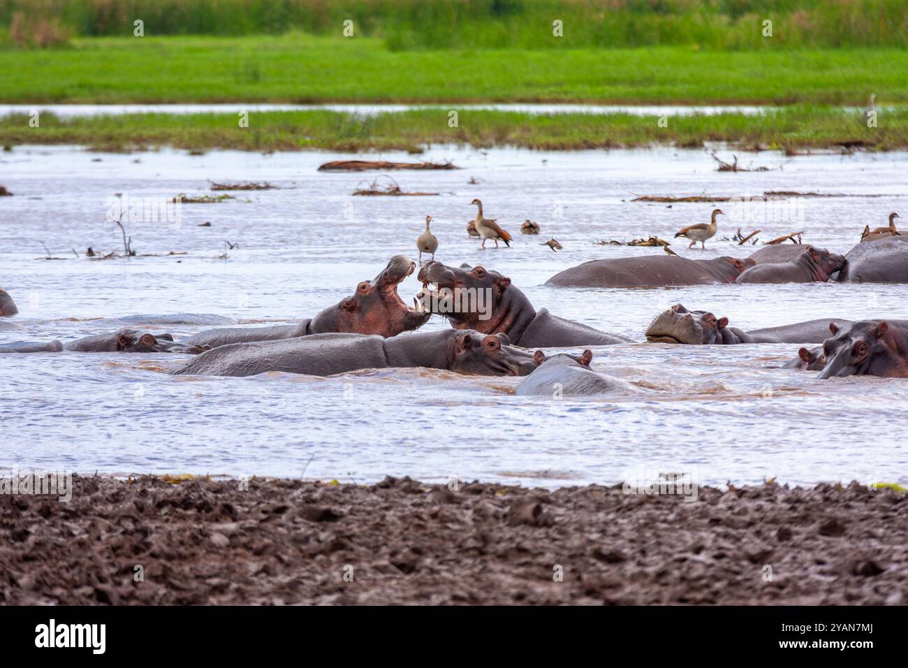 Male hippos fighting hi-res stock photography and images - Alamy
