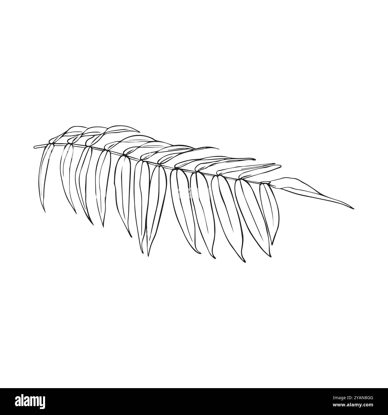 Unicorn sumac leaf drawn in line style. Rus Staghorn sumac Stock Vector ...