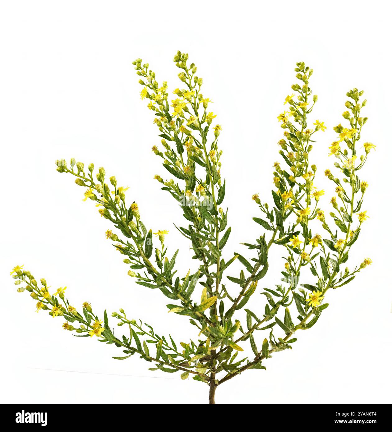 Dittrichia viscosa hi-res stock photography and images - Alamy