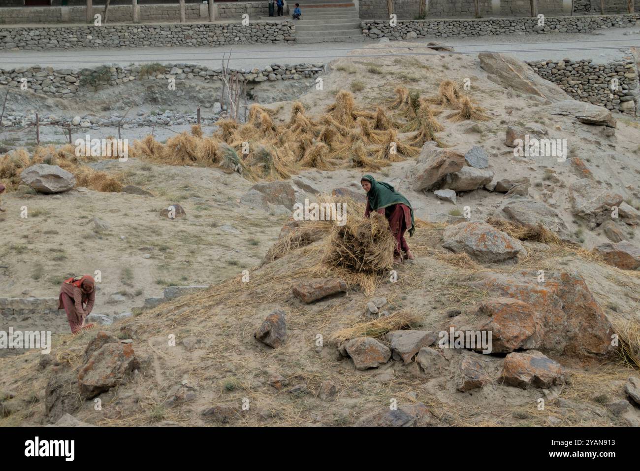 Wheat harvest in the Hushe valley, Kanday, Baltistan, Pakistan Stock ...