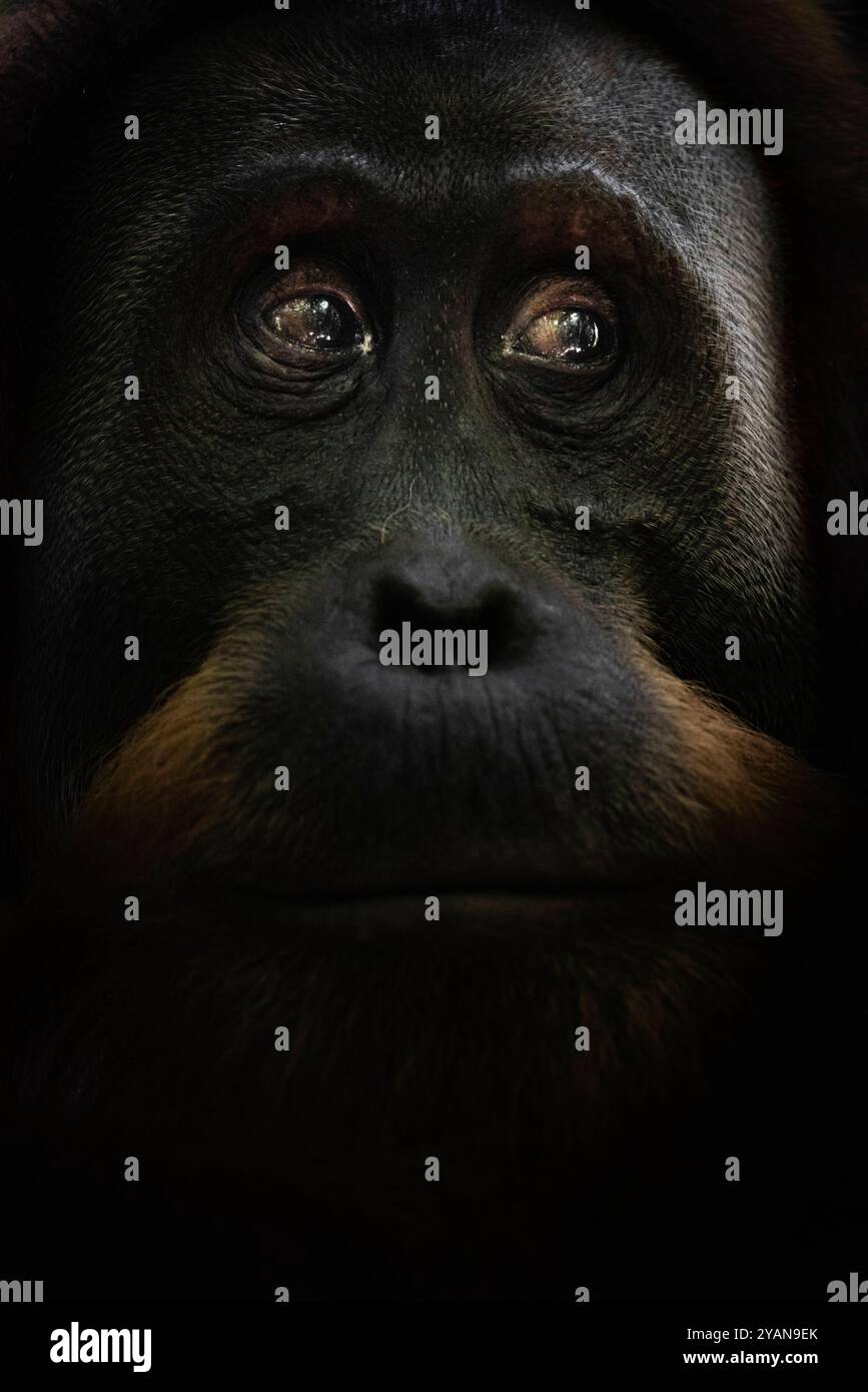 Close up of orangutan face. SUMATRA, INDONESIA: BREATH-TAKING images of ...