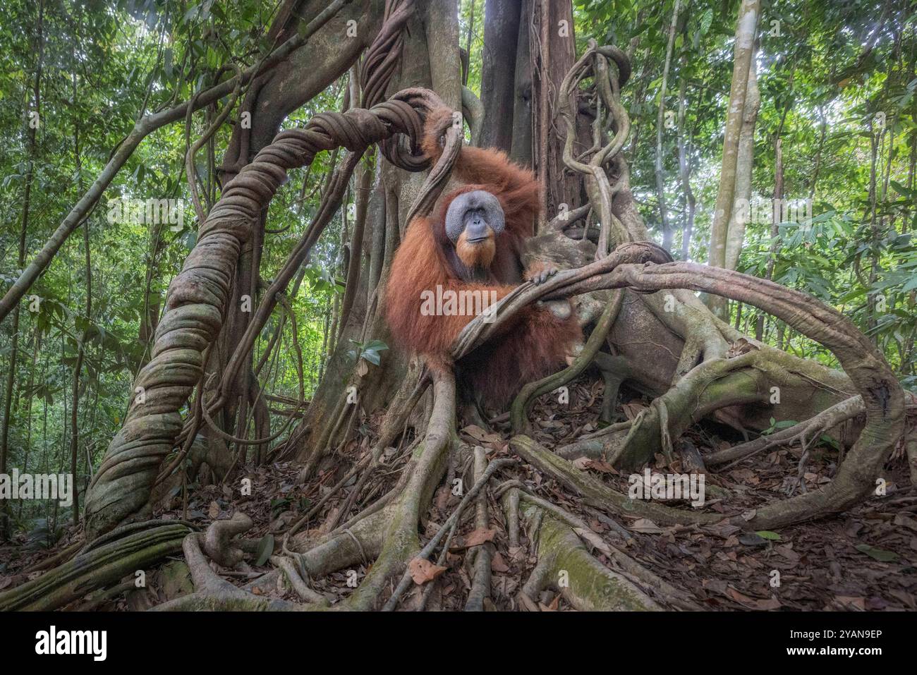 orangutan posed in tree in centre of image. SUMATRA, INDONESIA: BREATH ...