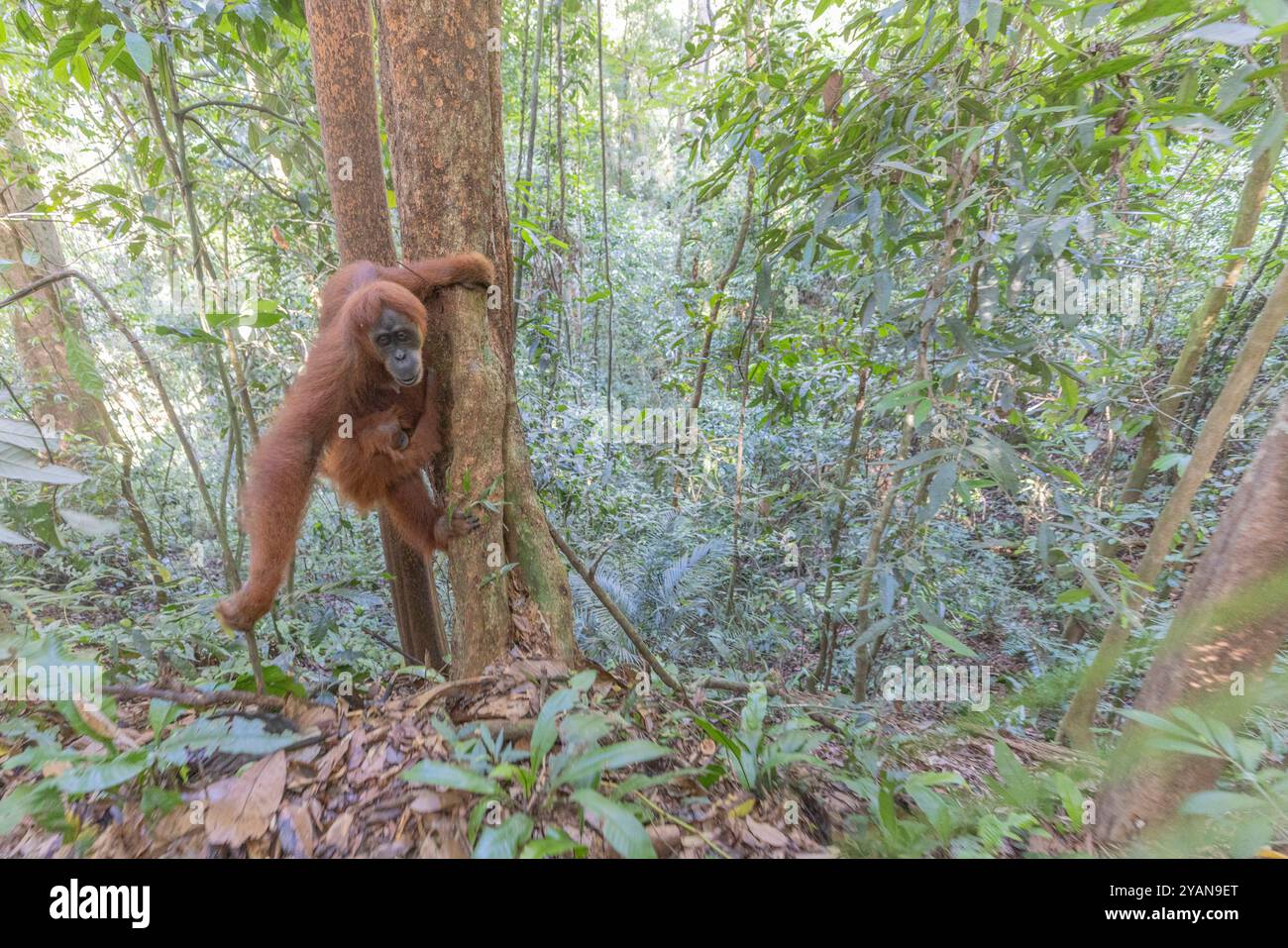 Small orangutan climbing tall tree. SUMATRA, INDONESIA: BREATH-TAKING ...