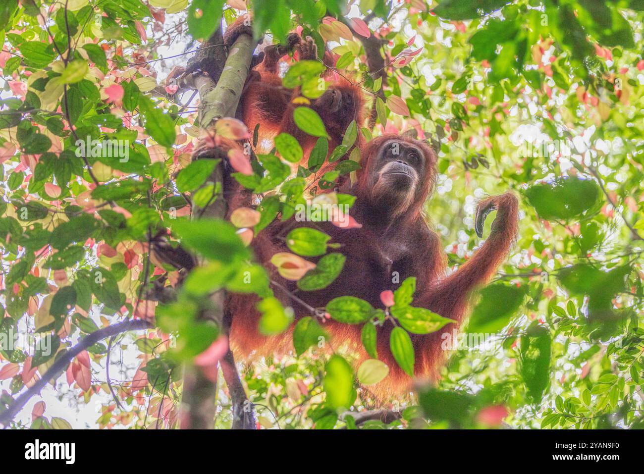 orangutan with arm raised within green leaves low angle shot. SUMATRA ...